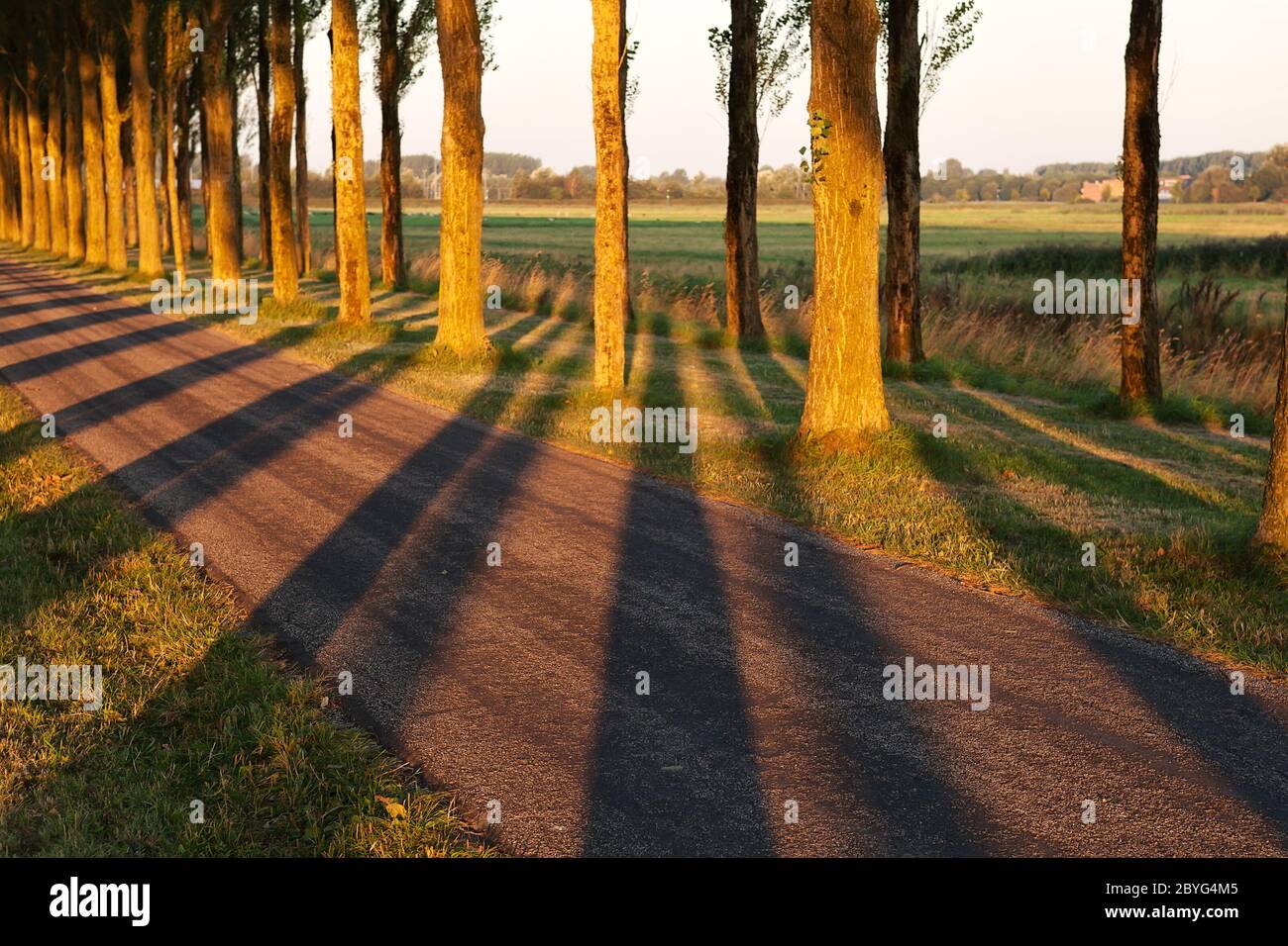 Baumgrenze im schatten -Fotos und -Bildmaterial in hoher Auflösung – Alamy