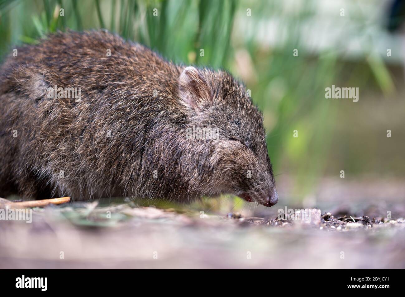 Ratten känguru -Fotos und -Bildmaterial in hoher Auflösung – Alamy