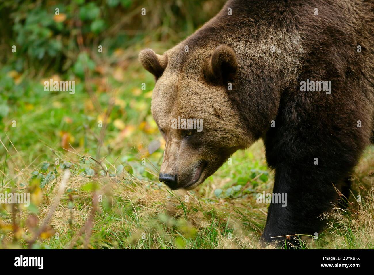 Braunbär (Ursus arctos) im Wald von Tier-Freigelände, Bayerischer Wald ...
