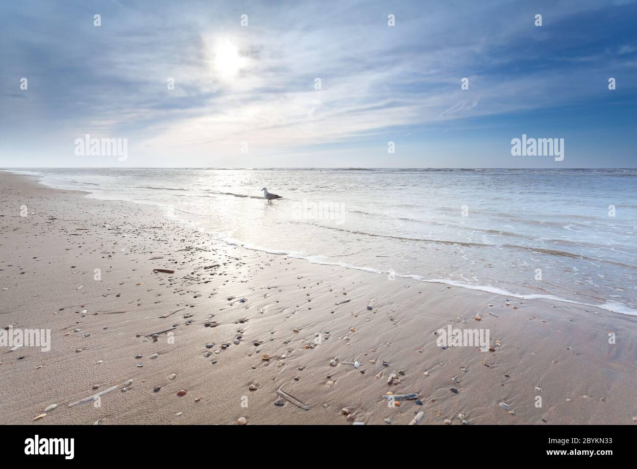 Muschel nordseestrand niederlande -Fotos und -Bildmaterial in hoher ...