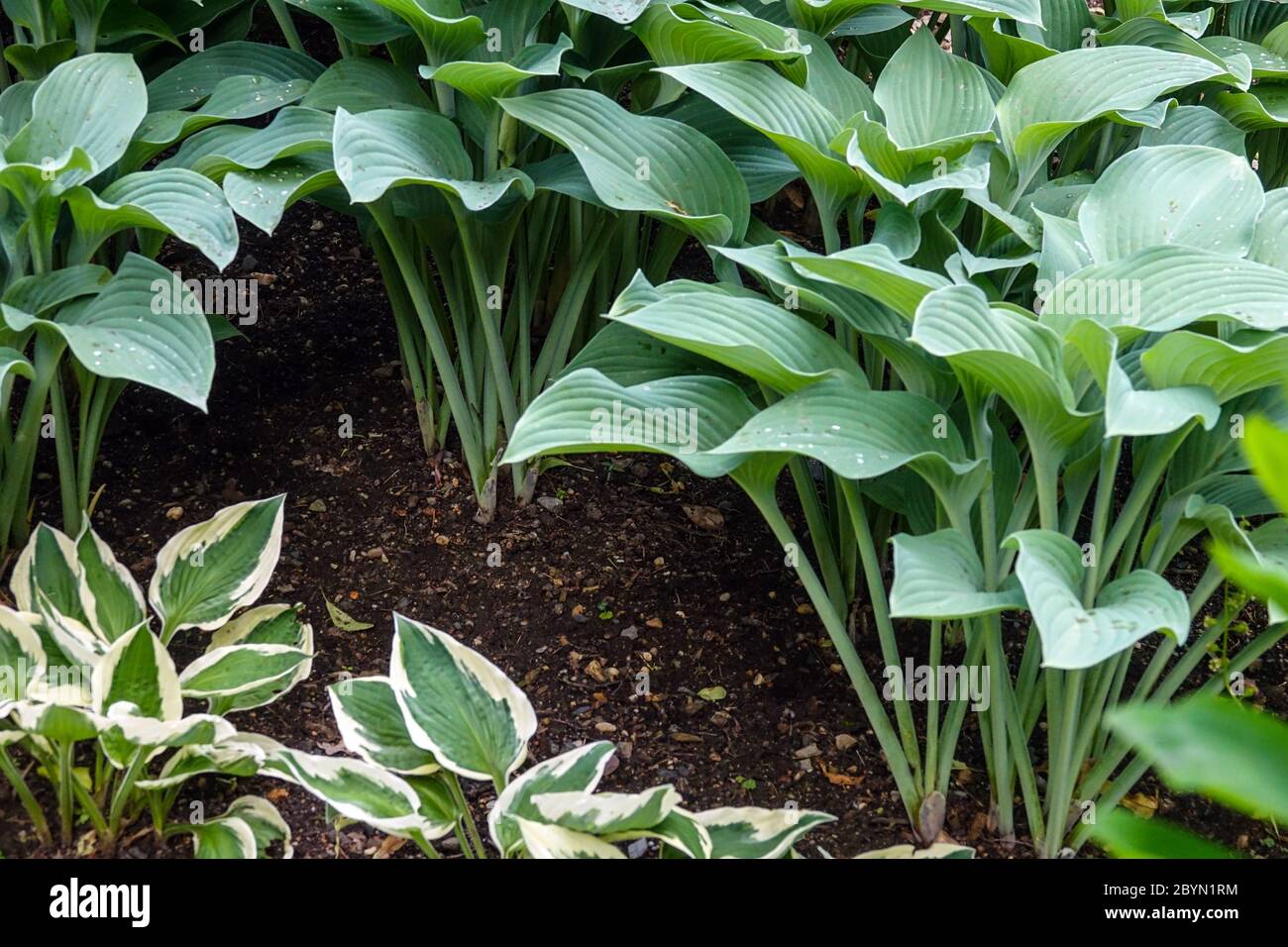 Hosta Krossa Regal Hosta 'Huteman' Hostas Stockfotografie - Alamy