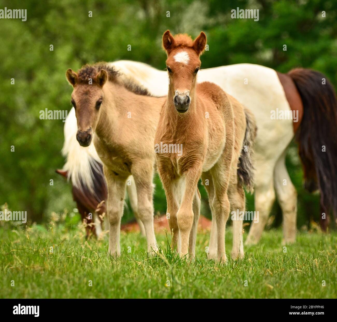 Pferde schlafen auf einer wiese -Fotos und -Bildmaterial in hoher ...
