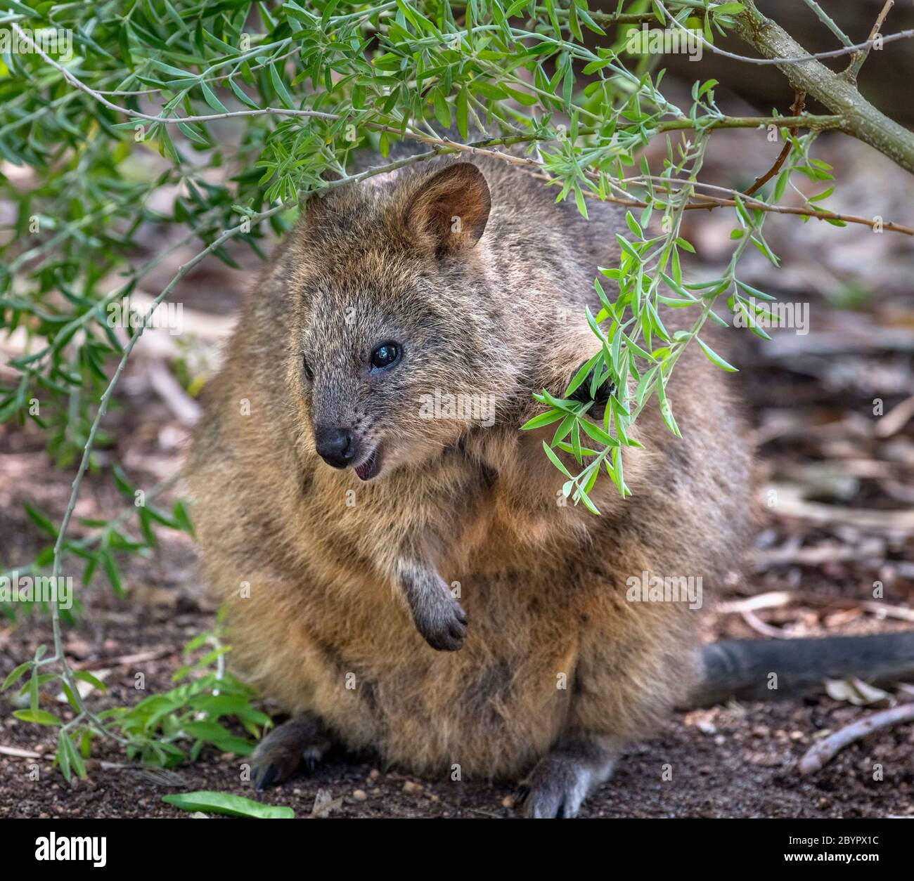 Nahaufnahme quokkas setonix brachyurus -Fotos und -Bildmaterial in ...