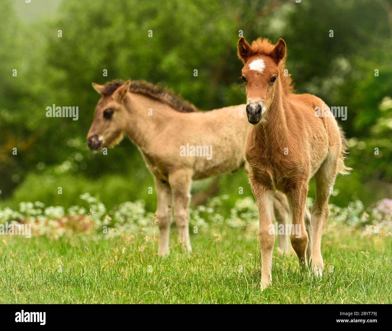 Dun pferd -Fotos und -Bildmaterial in hoher Auflösung – Alamy