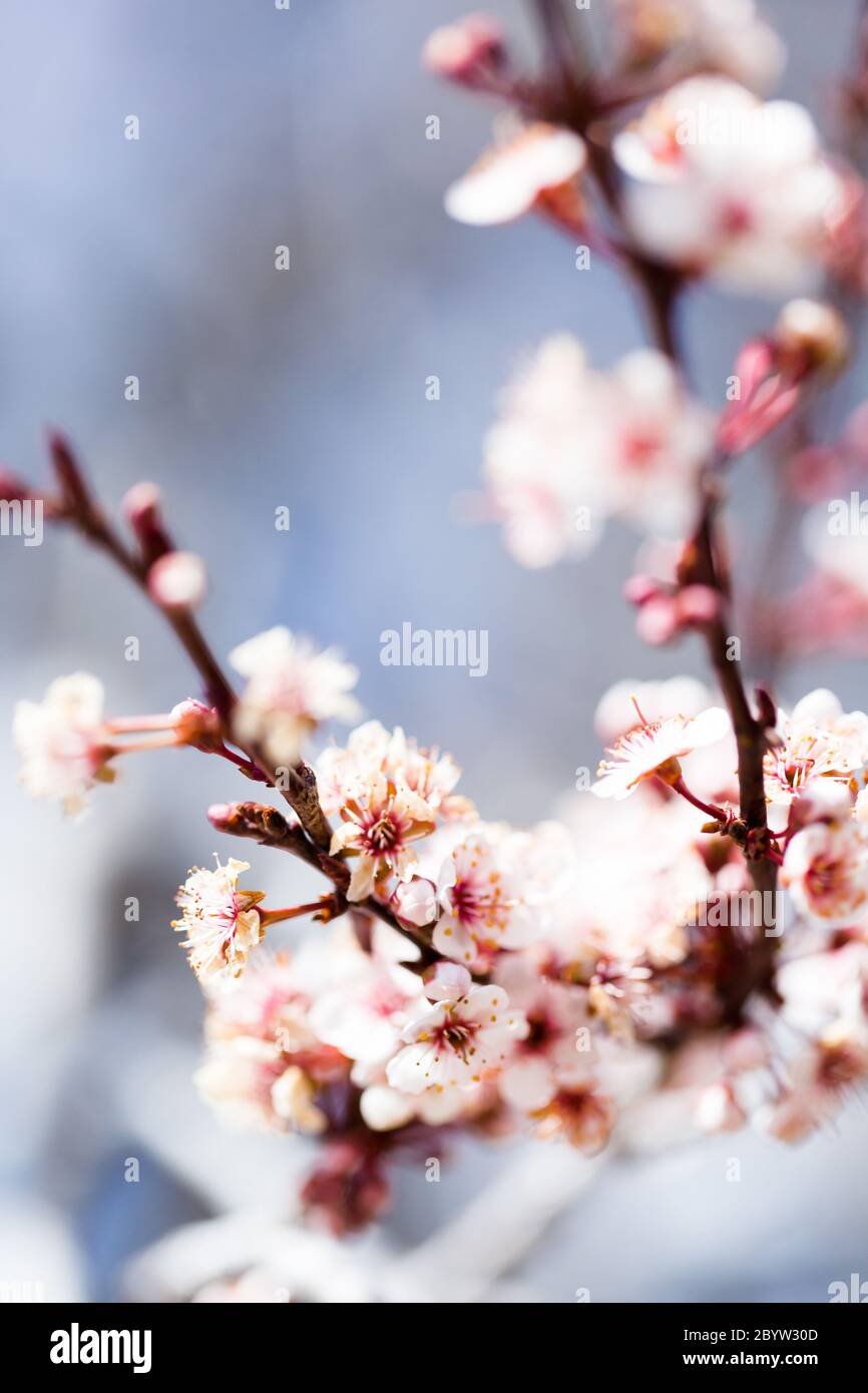 Pflaume stanley Stockfotos und -bilder Kaufen - Alamy
