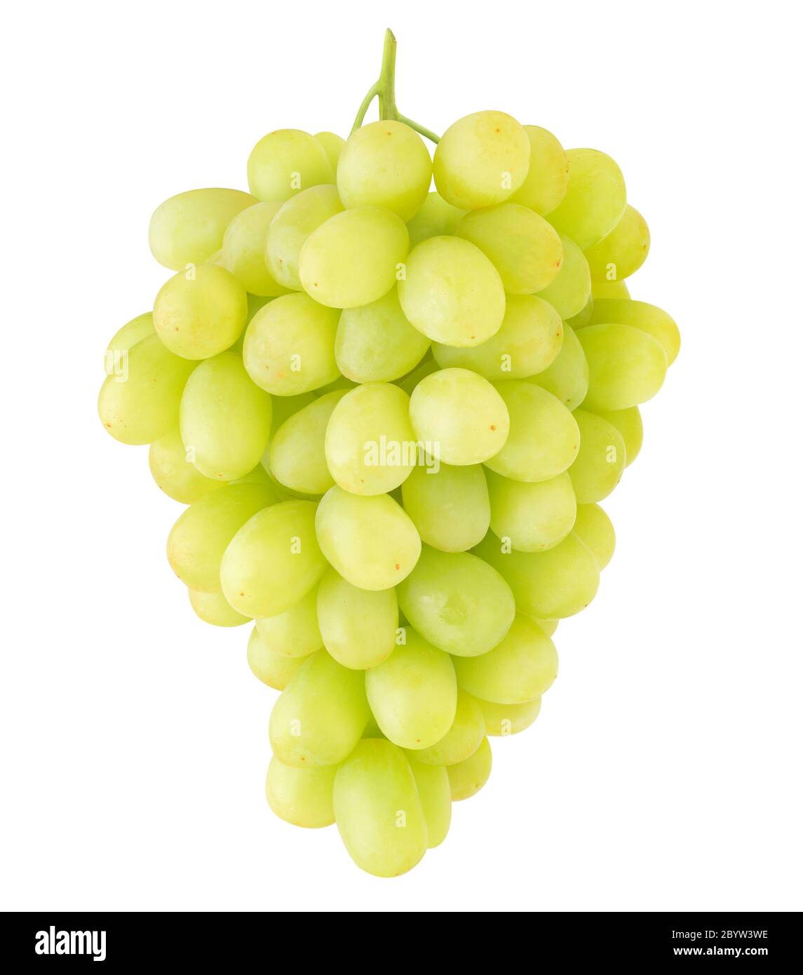 Weisse trauben -Fotos und -Bildmaterial in hoher Auflösung – Alamy