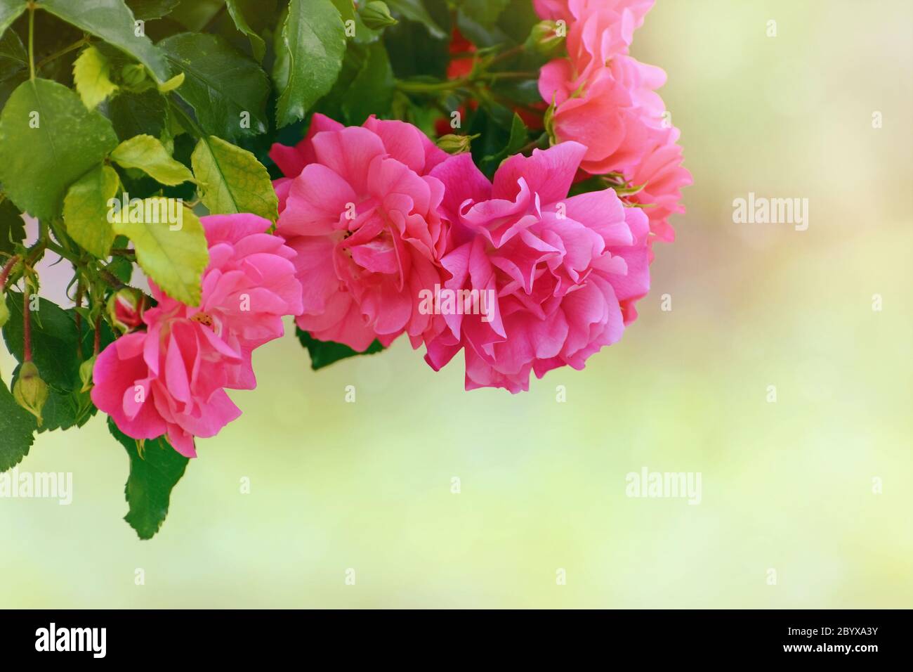 Rose bush -Fotos und -Bildmaterial in hoher Auflösung – Alamy
