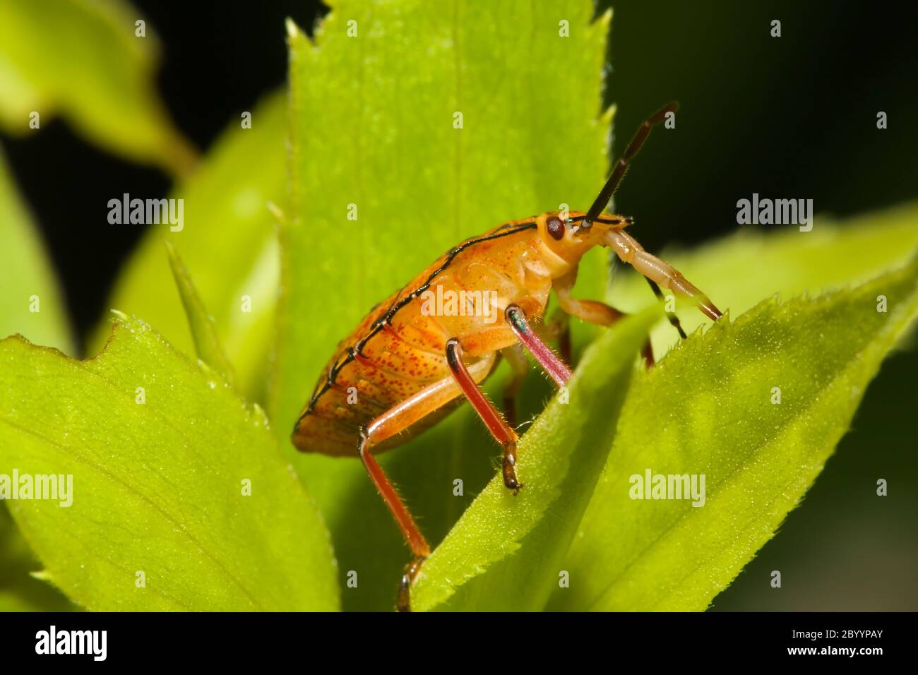 Spindel euonymus sp -Fotos und -Bildmaterial in hoher Auflösung – Alamy