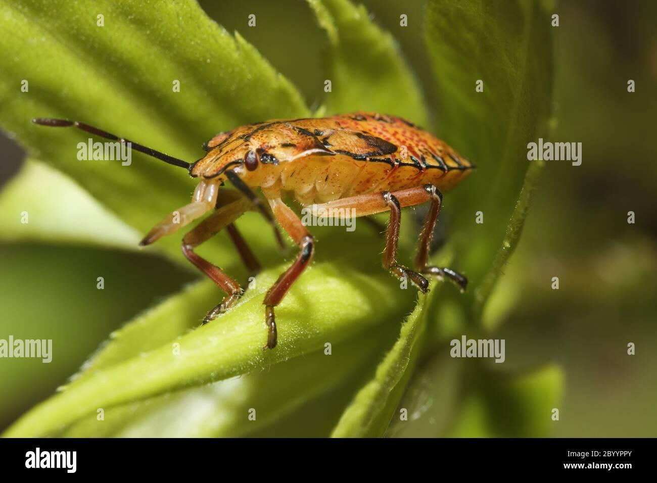 Stink bugs -Fotos und -Bildmaterial in hoher Auflösung - Seite 2 - Alamy