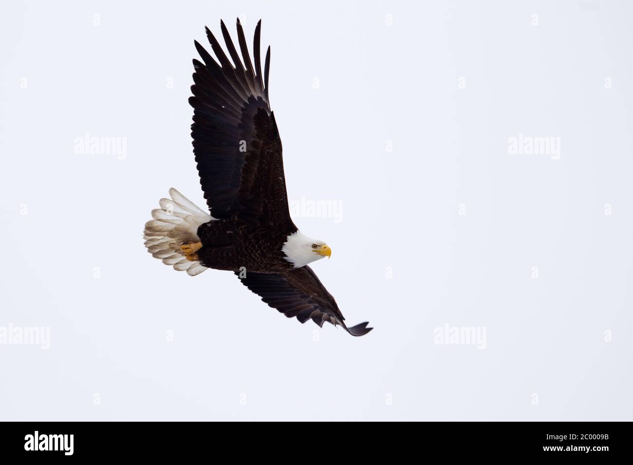 Fliegender adler -Fotos und -Bildmaterial in hoher Auflösung – Alamy