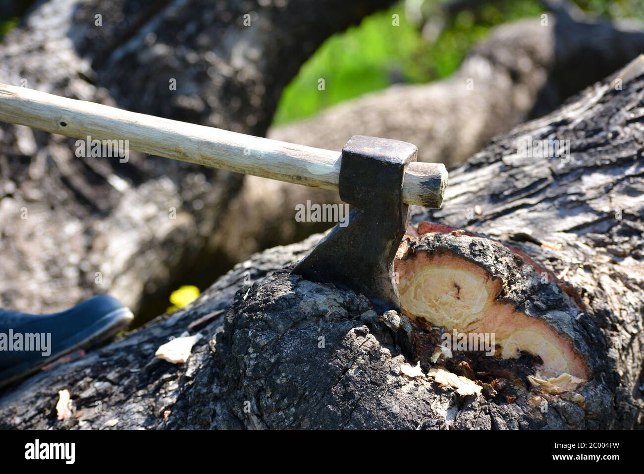 Baum mit axt schneiden -Fotos und -Bildmaterial in hoher Auflösung – Alamy