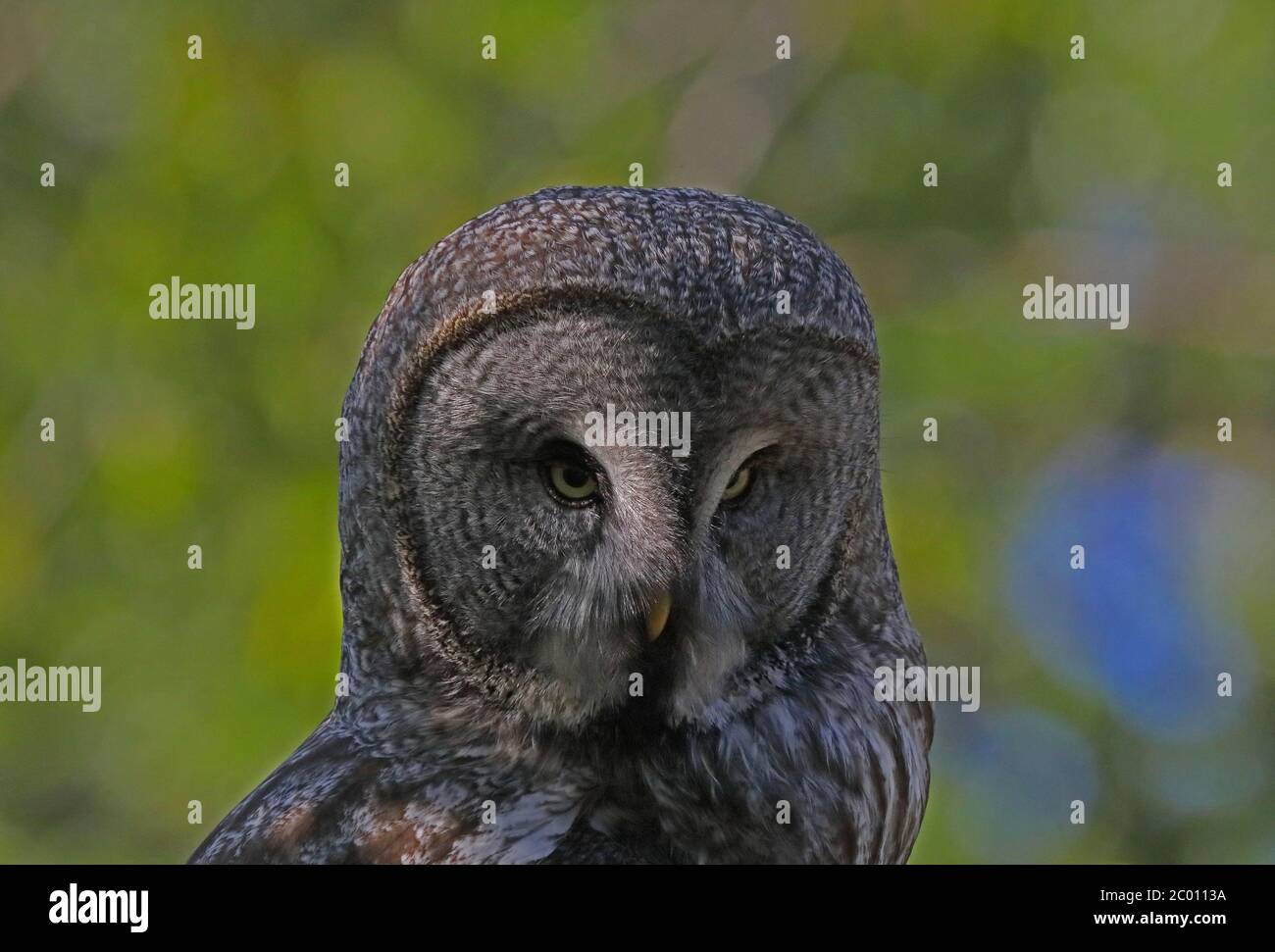 Kopf einer eule -Fotos und -Bildmaterial in hoher Auflösung – Alamy