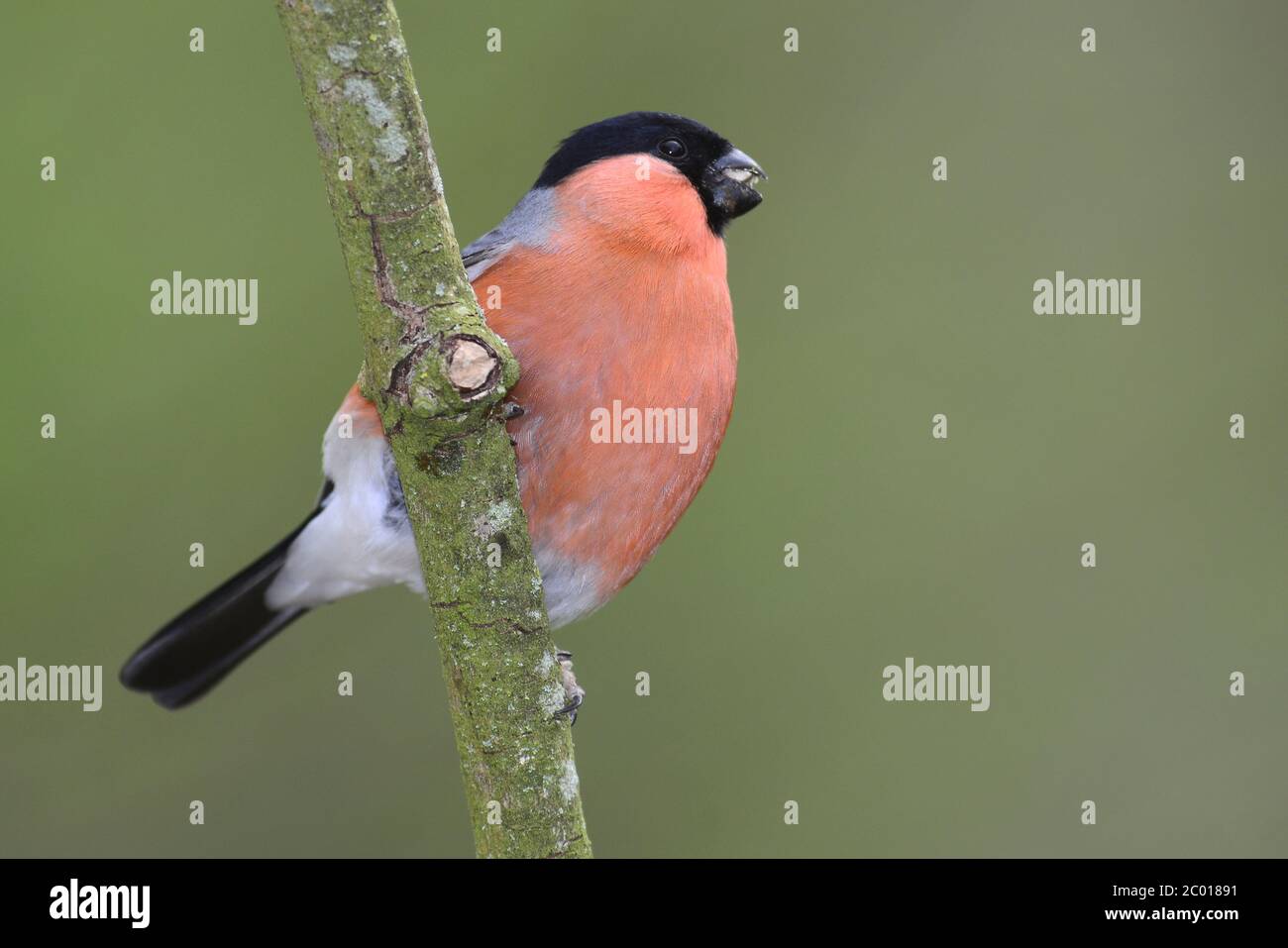 Eurasische gimpel -Fotos und -Bildmaterial in hoher Auflösung – Alamy