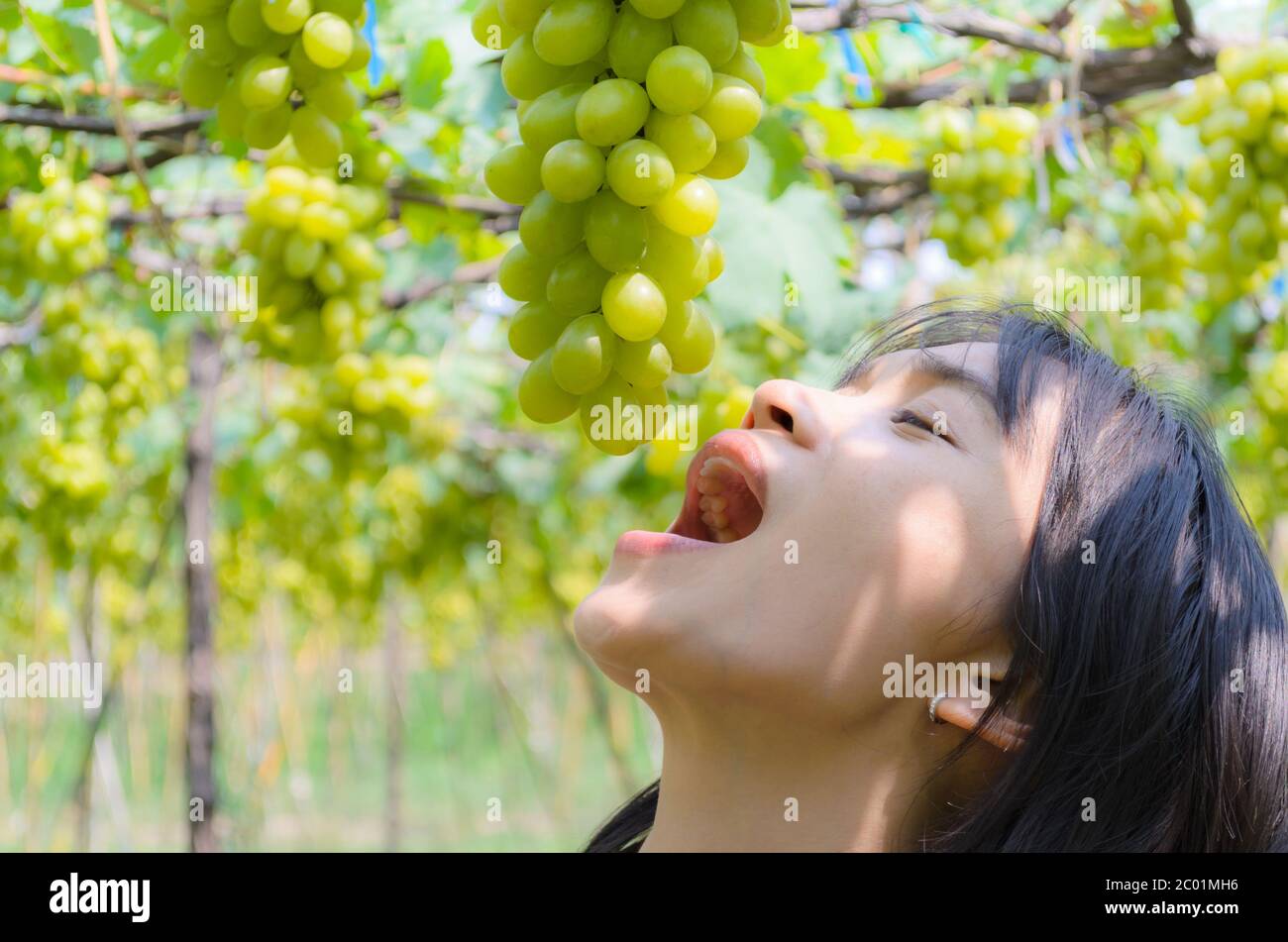 Frauen ernten trauben -Fotos und -Bildmaterial in hoher Auflösung – Alamy