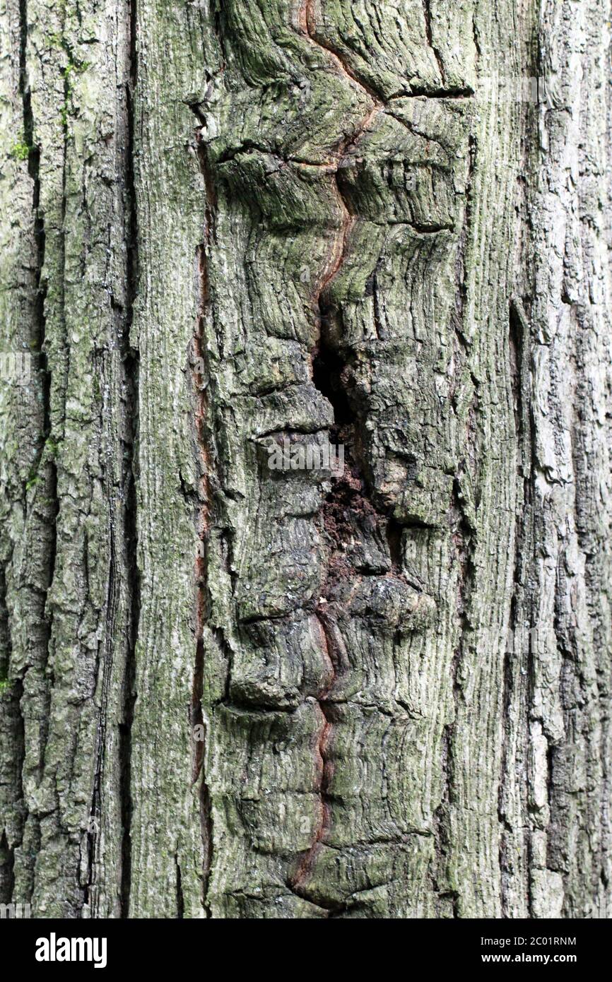 Eichen rinde -Fotos und -Bildmaterial in hoher Auflösung – Alamy