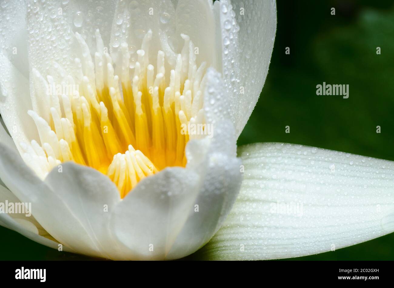 White lotus -Fotos und -Bildmaterial in hoher Auflösung - Seite 3 - Alamy