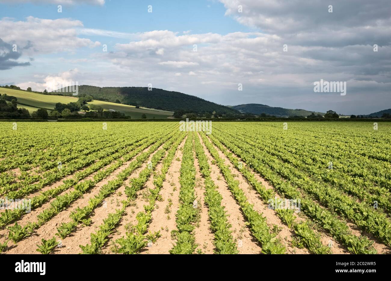 Sugar beet growing in field -Fotos und -Bildmaterial in hoher Auflösung ...