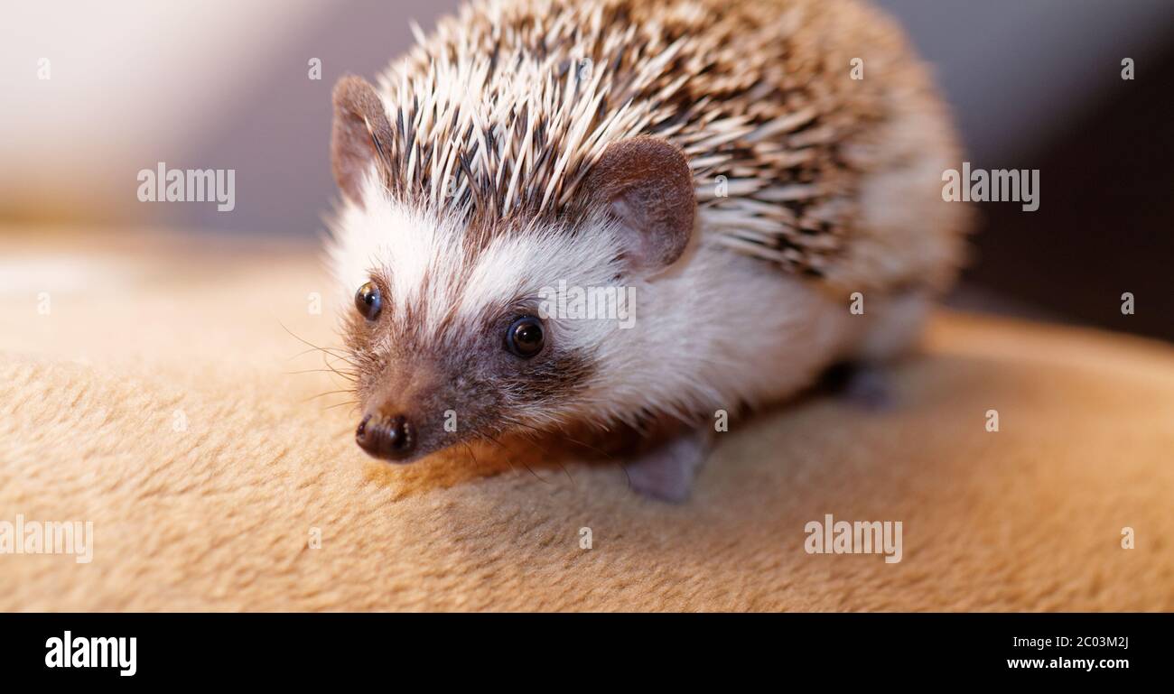 Ein niedlich kleine Igel - (afrikanische weiß bauchige Igel ...