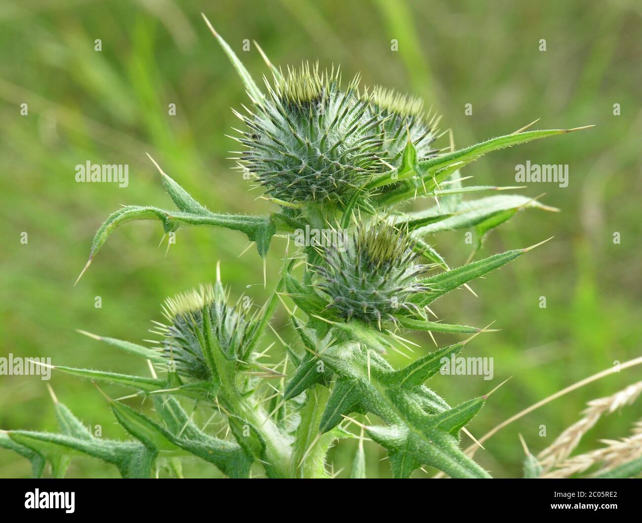 Junge distel -Fotos und -Bildmaterial in hoher Auflösung – Alamy