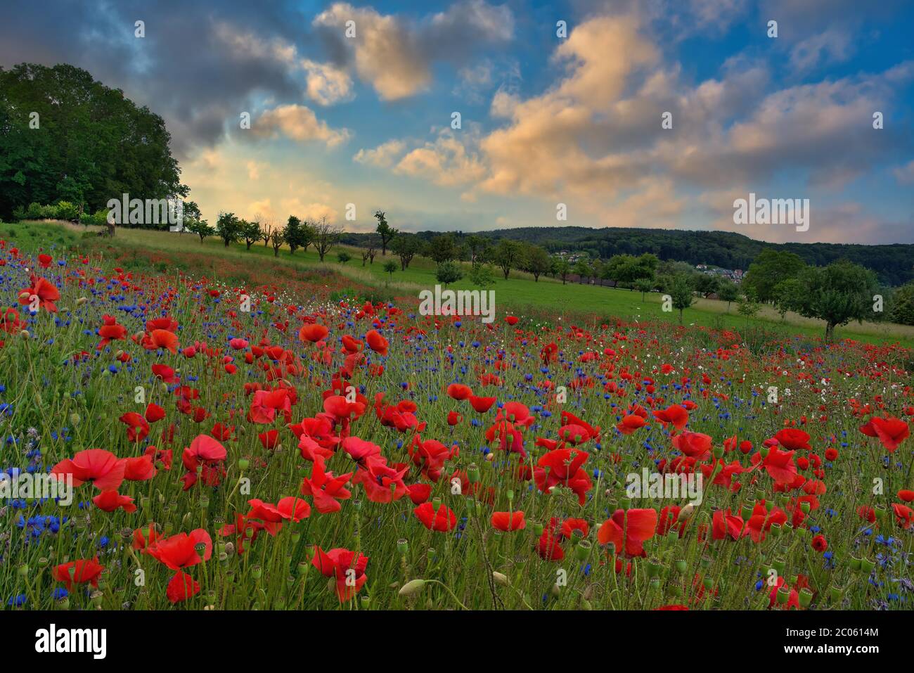 Poppy field zurich -Fotos und -Bildmaterial in hoher Auflösung – Alamy