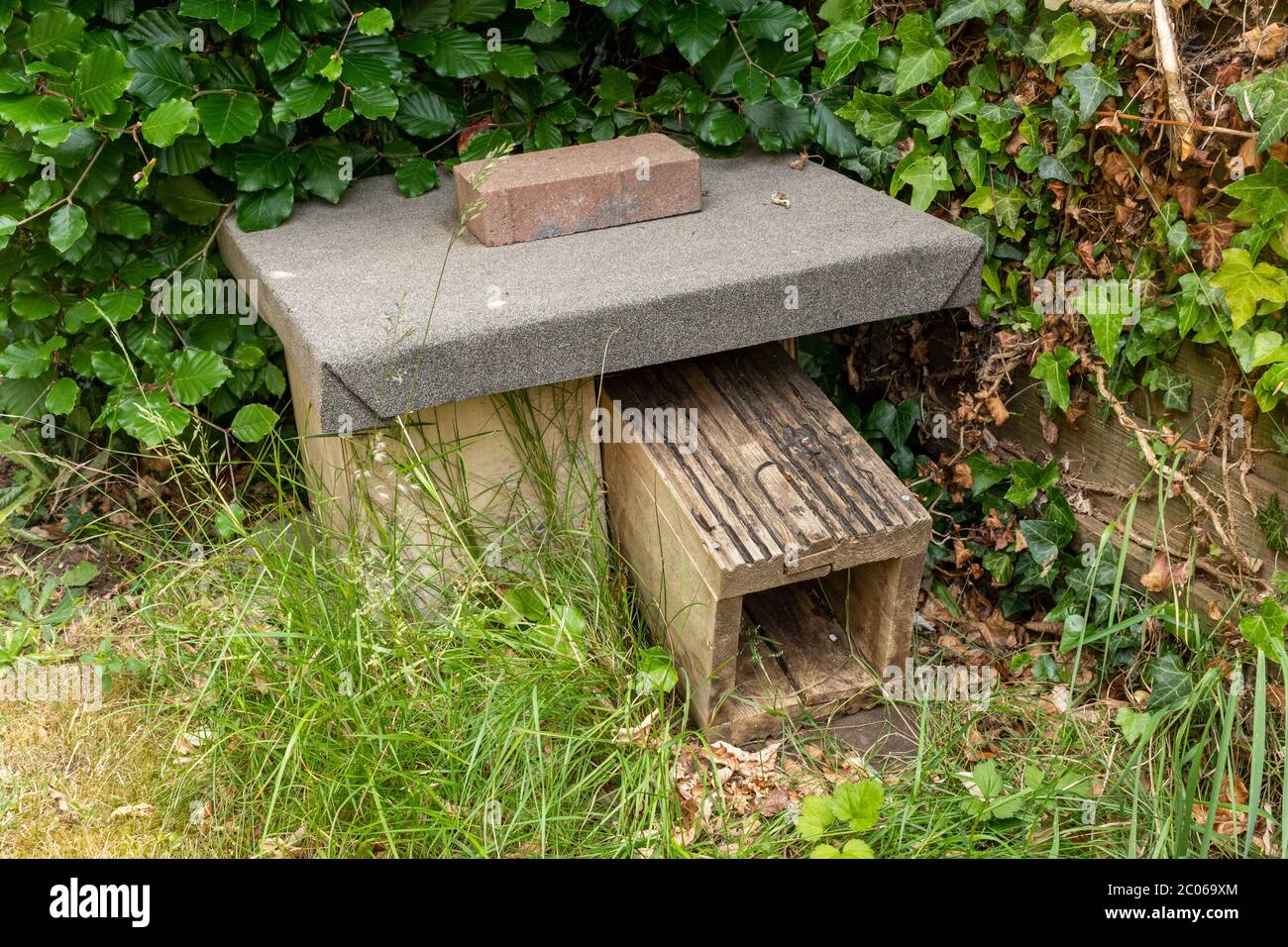 Igel mit haus -Fotos und -Bildmaterial in hoher Auflösung – Alamy