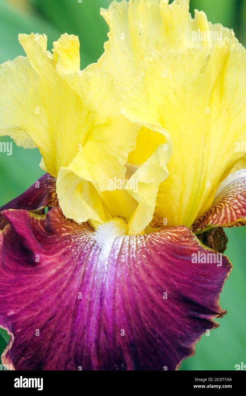 Lila und gelbe iris -Fotos und -Bildmaterial in hoher Auflösung – Alamy