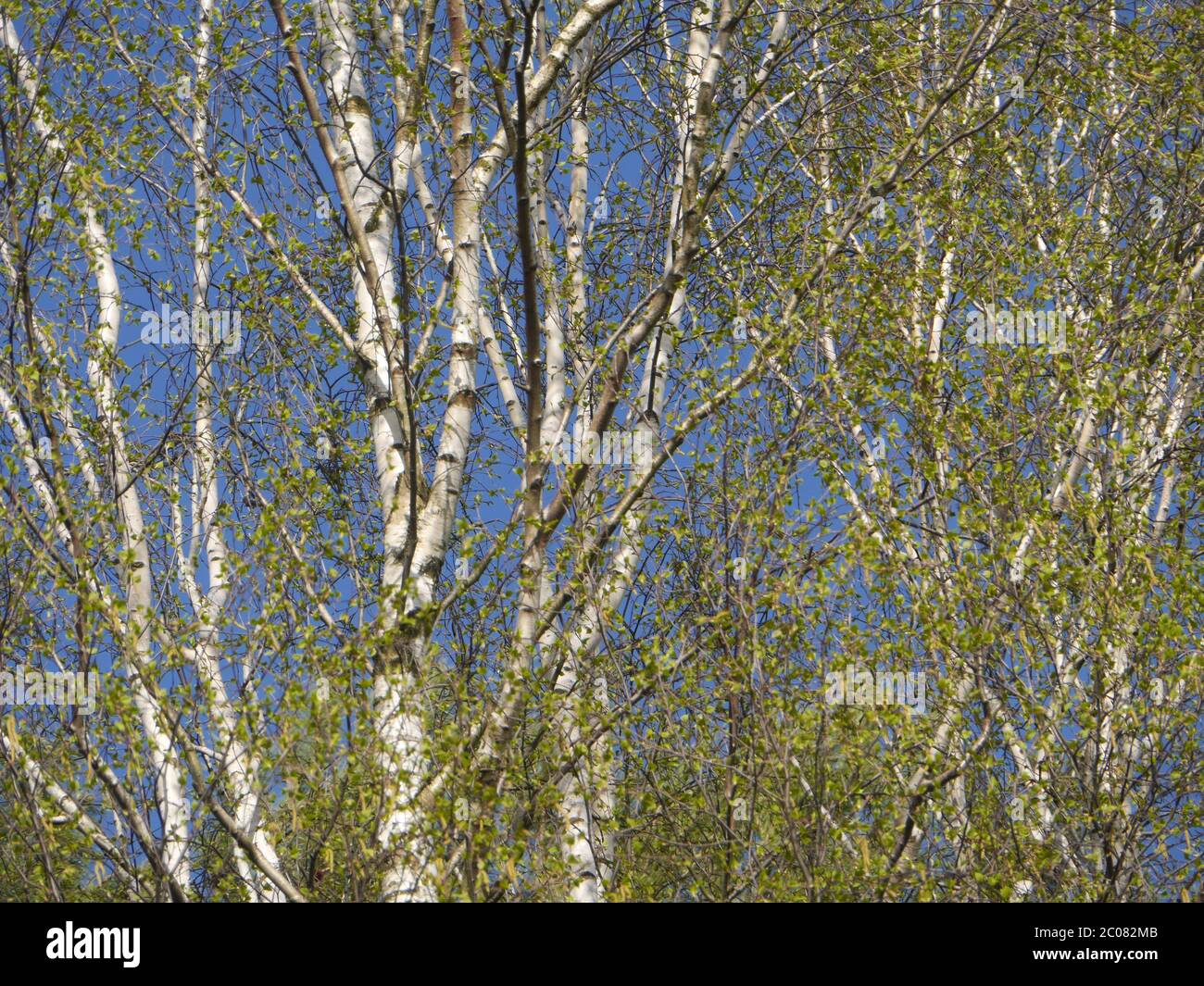Hange birke -Fotos und -Bildmaterial in hoher Auflösung – Alamy