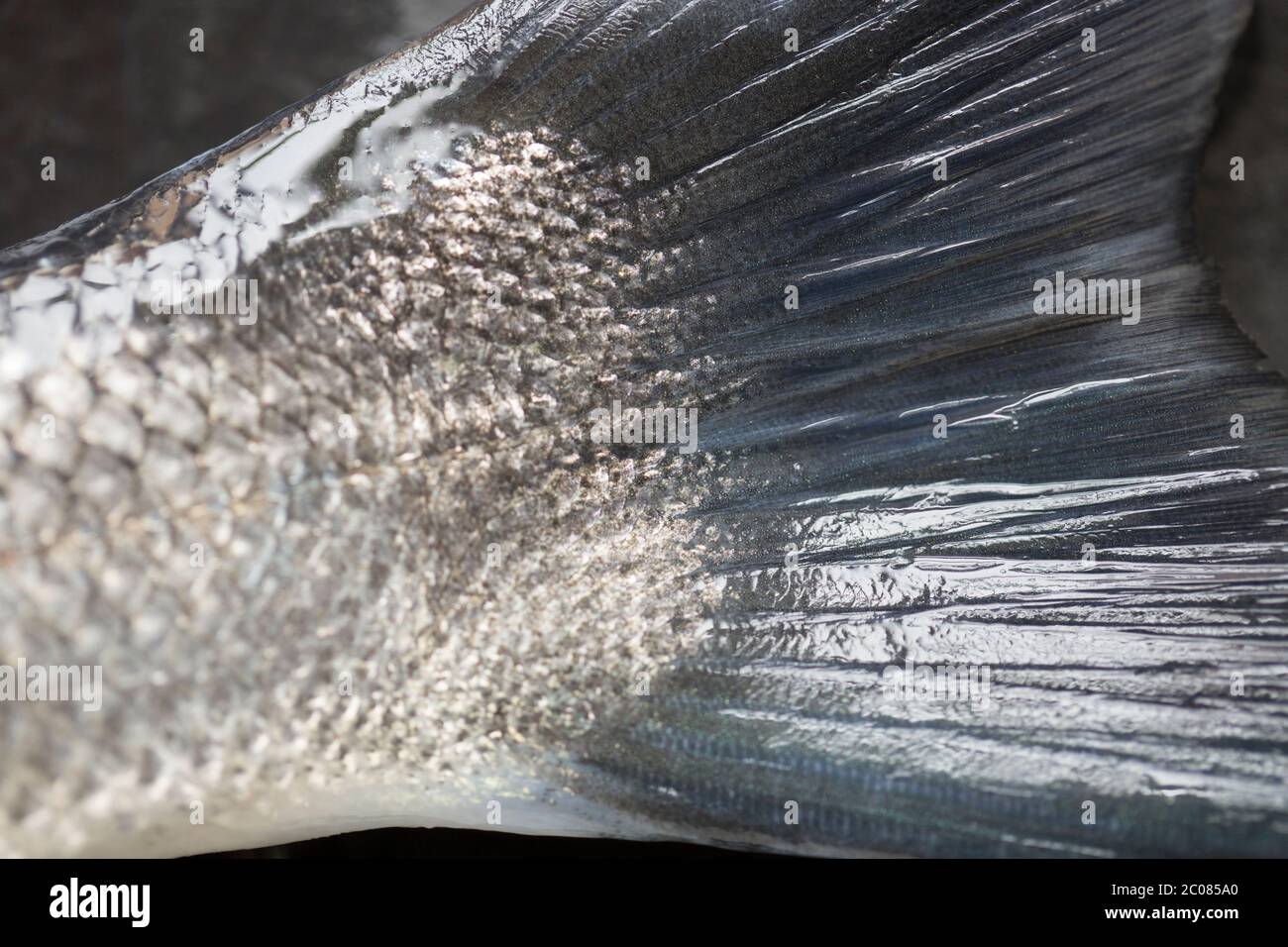 Flosse von fisch -Fotos und -Bildmaterial in hoher Auflösung – Alamy