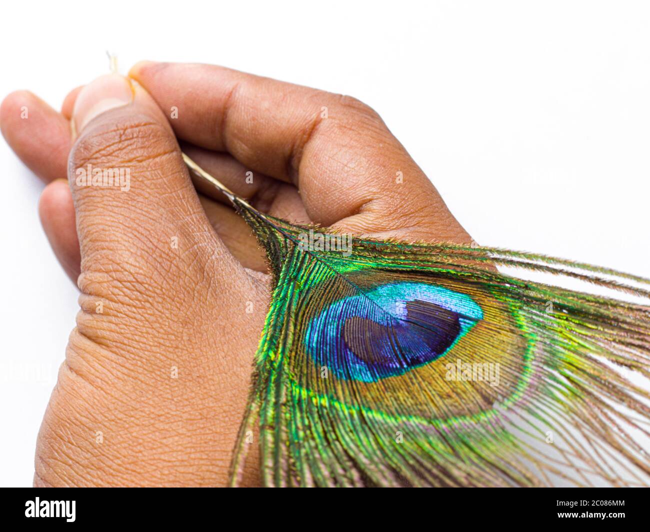 Pfauenfeder bilder -Fotos und -Bildmaterial in hoher Auflösung – Alamy