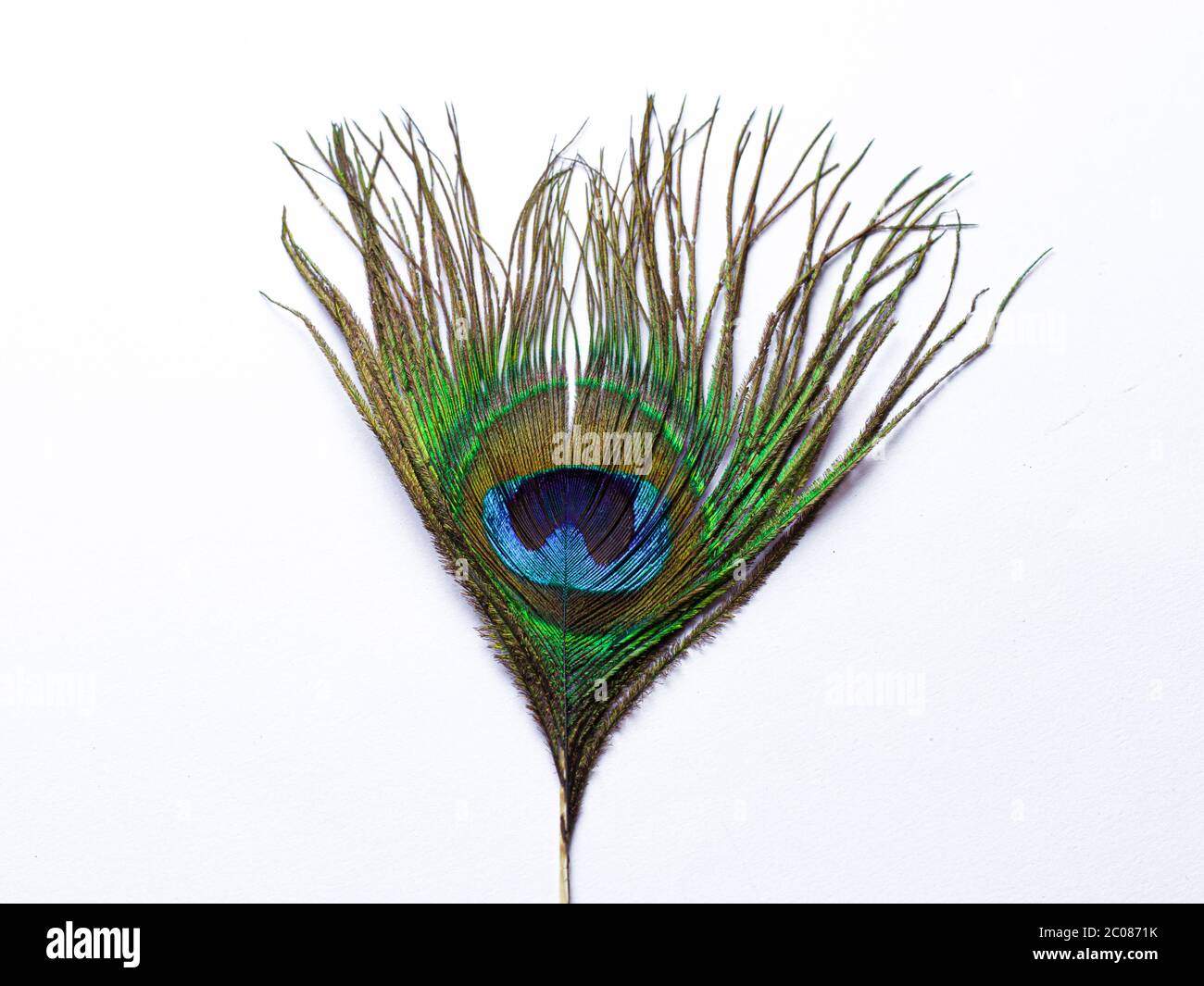 Pfauenfeder bilder -Fotos und -Bildmaterial in hoher Auflösung – Alamy