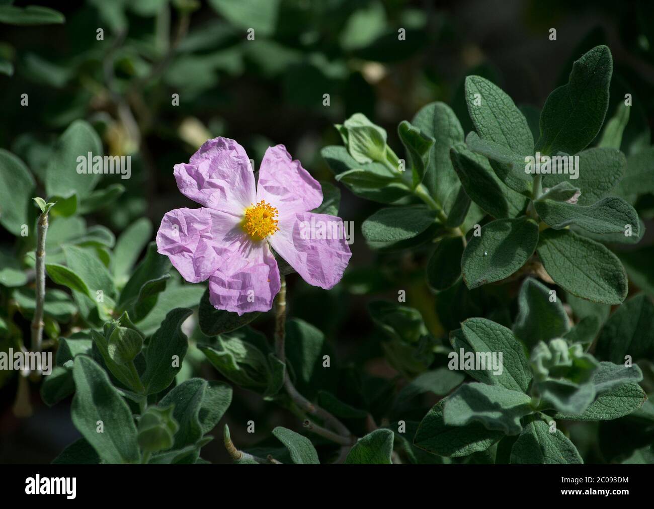 Rosafarbene felsenrose -Fotos und -Bildmaterial in hoher Auflösung – Alamy