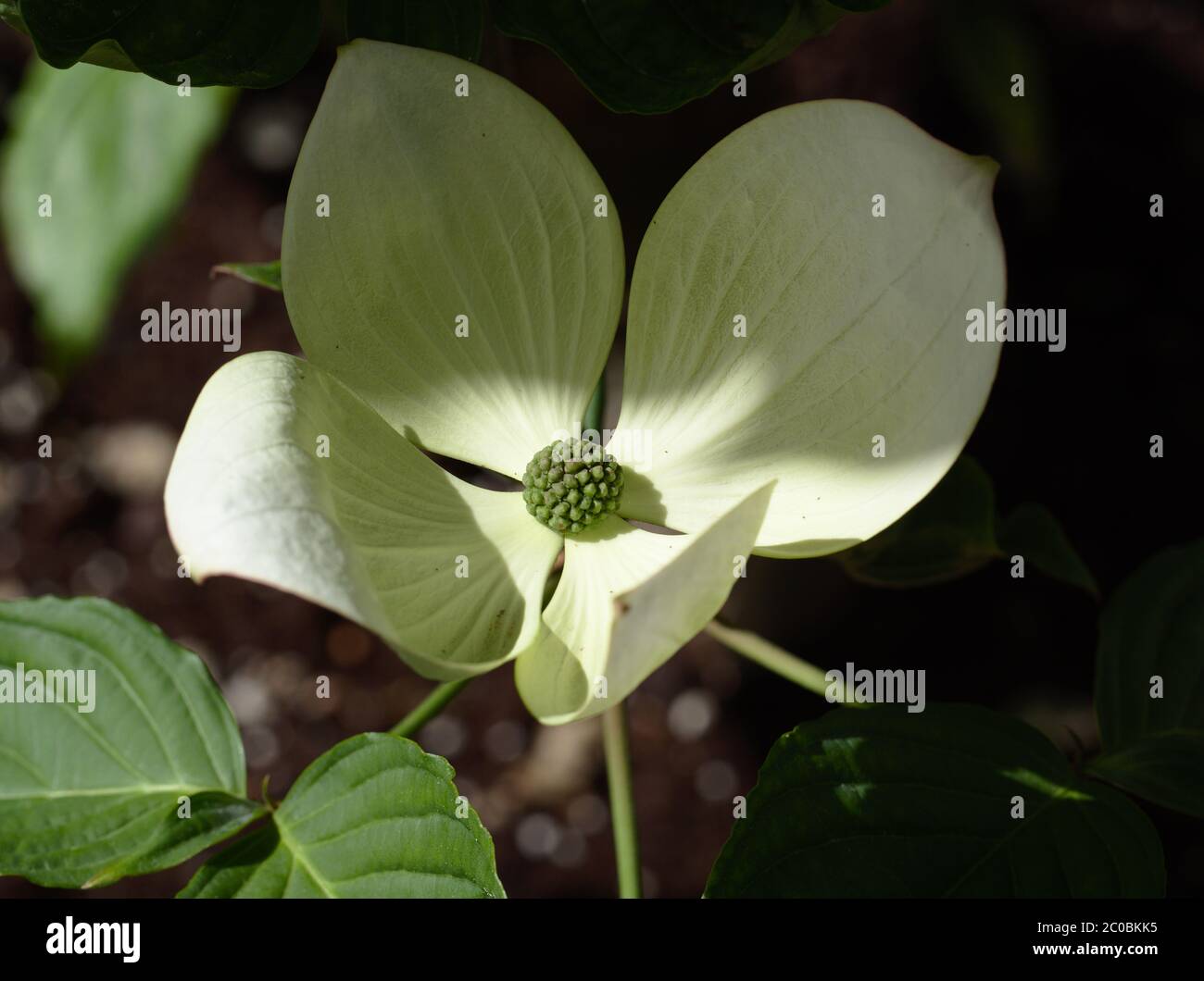 Cornus kousa venus -Fotos und -Bildmaterial in hoher Auflösung – Alamy