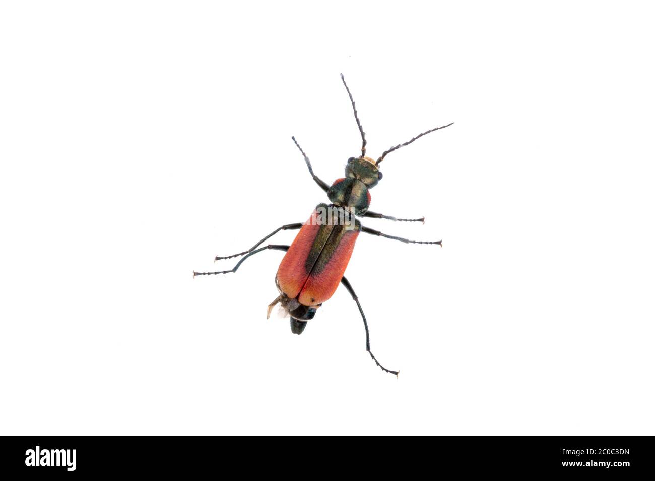 Rote und schwarze insekten -Fotos und -Bildmaterial in hoher Auflösung ...