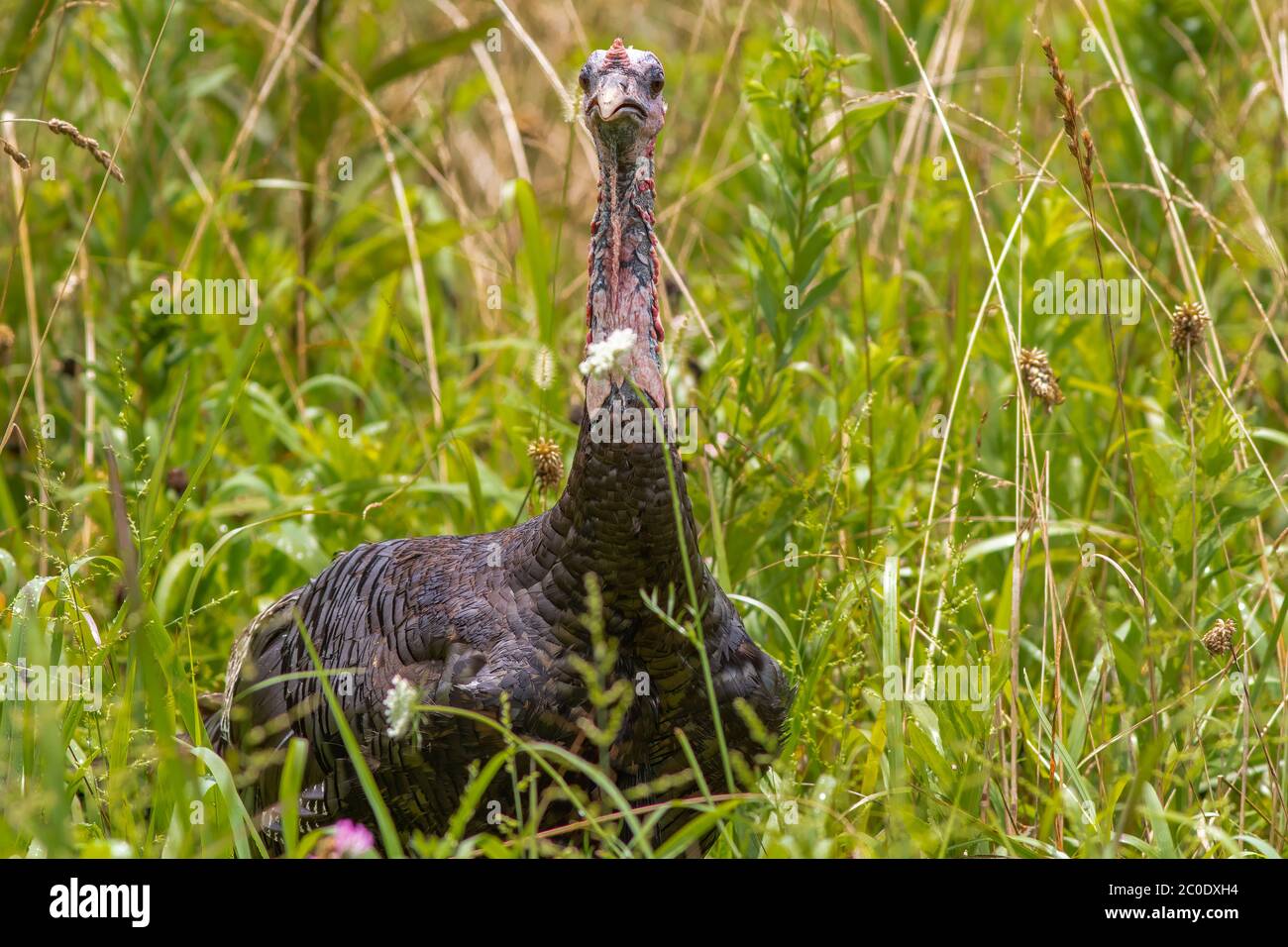 Us truthahn -Fotos und -Bildmaterial in hoher Auflösung – Alamy