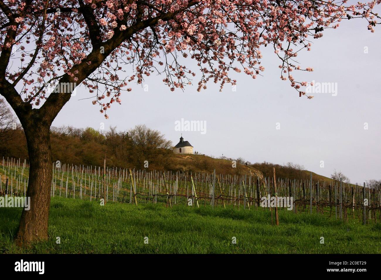 Kalmit ilbesheim -Fotos und -Bildmaterial in hoher Auflösung – Alamy