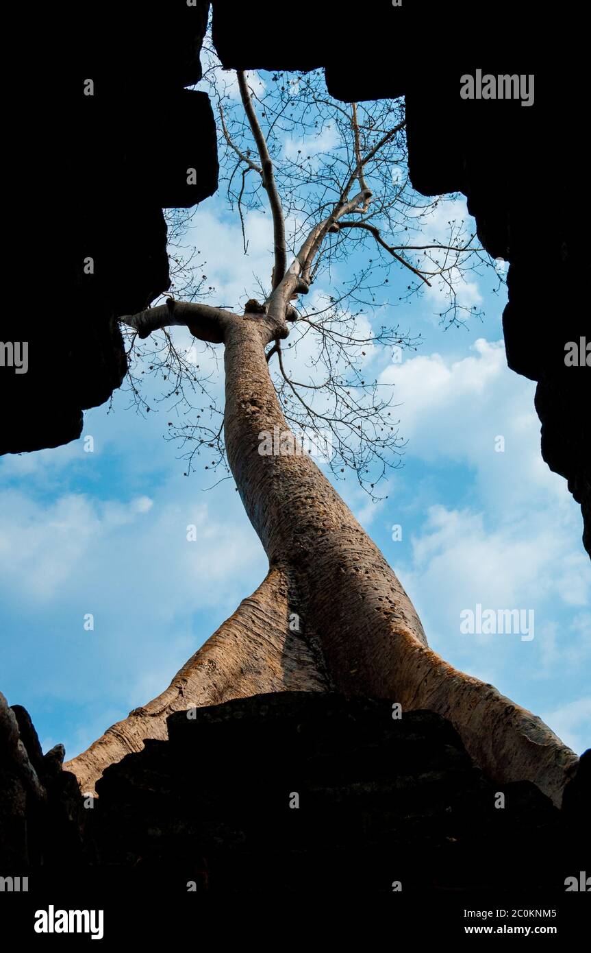 Baum mit loch -Fotos und -Bildmaterial in hoher Auflösung – Alamy