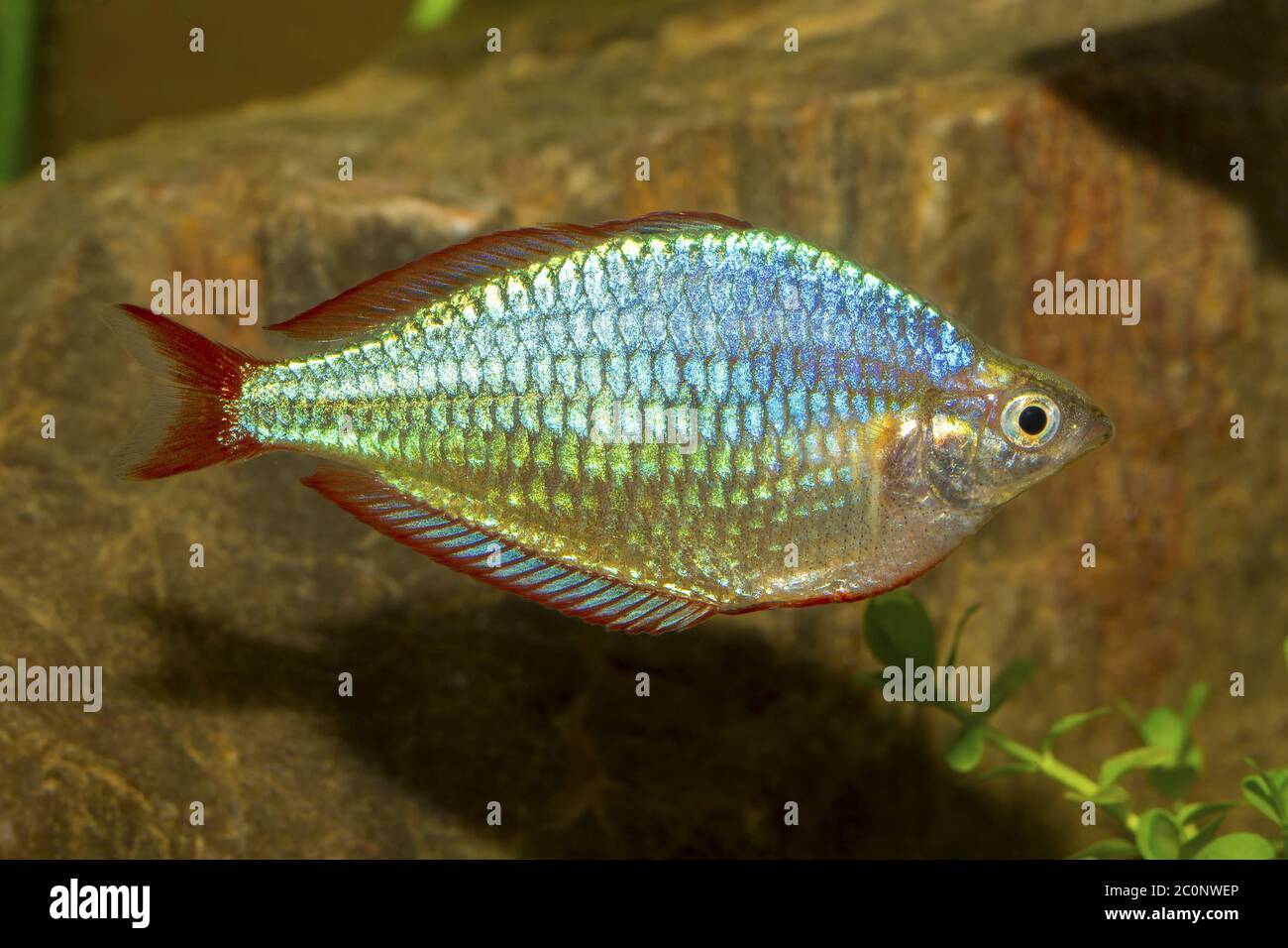 Regenbogen fisch -Fotos und -Bildmaterial in hoher Auflösung – Alamy