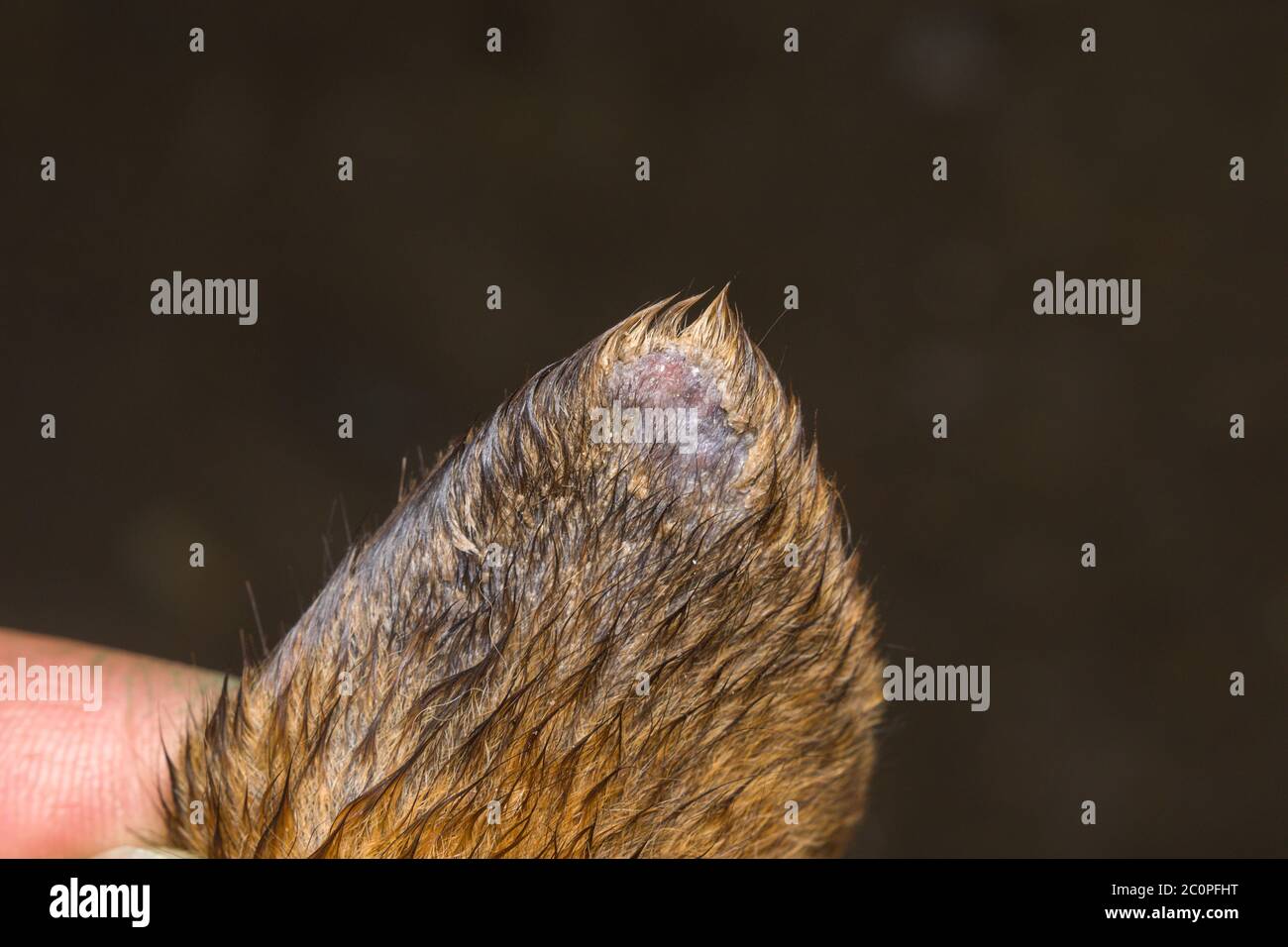 Hund ohr -Fotos und -Bildmaterial in hoher Auflösung – Alamy