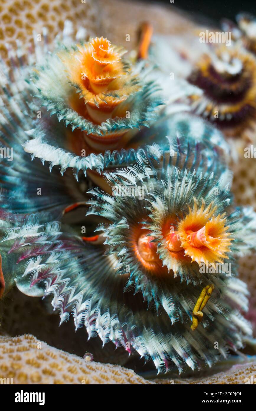 Christmas tree worm spirobranchus sp -Fotos und -Bildmaterial in hoher ...