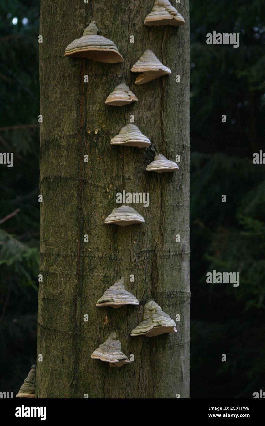 Fungal infestation -Fotos und -Bildmaterial in hoher Auflösung – Alamy