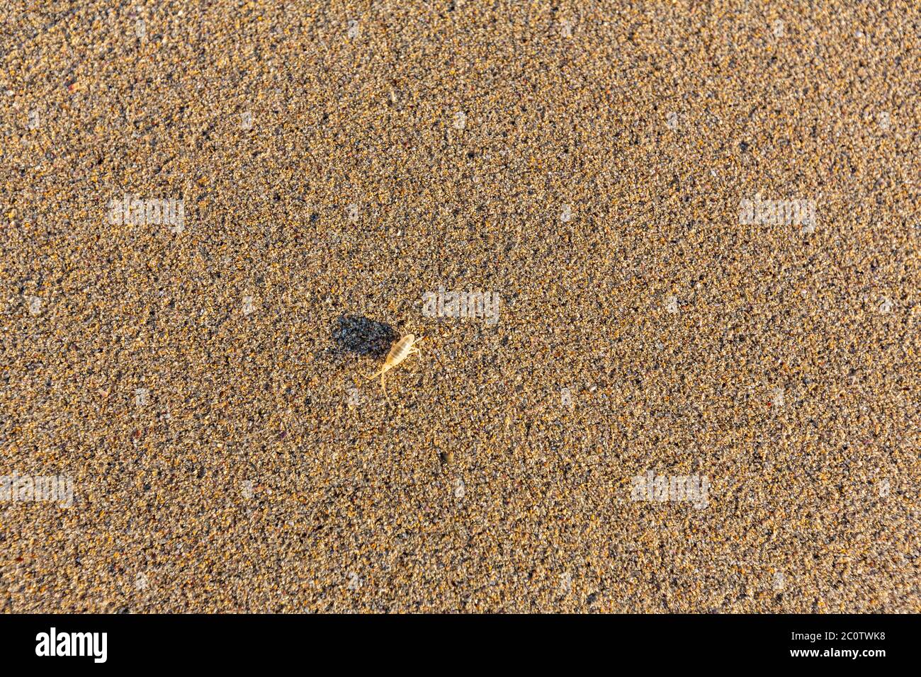 Talitrus saltator in Wilde und einsamen Playa de Rostro, Costa da morte ...