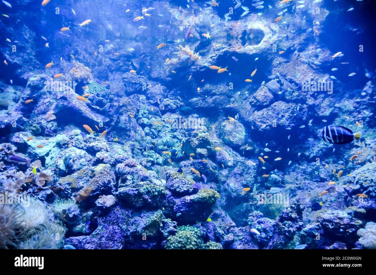 Tropisches acquarium -Fotos und -Bildmaterial in hoher Auflösung – Alamy