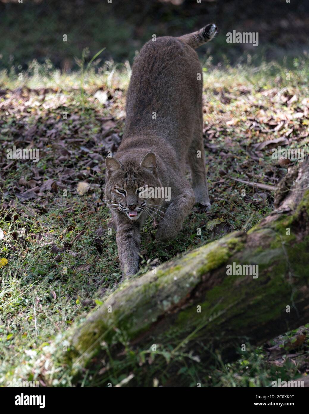 Bobcat Profilansicht Stockfotos und -bilder Kaufen - Alamy