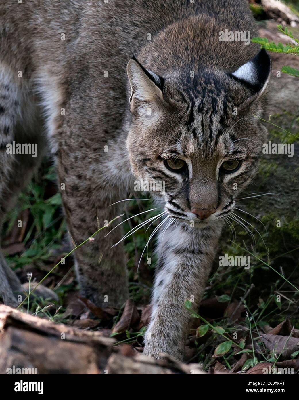Bobcat foto -Fotos und -Bildmaterial in hoher Auflösung – Alamy