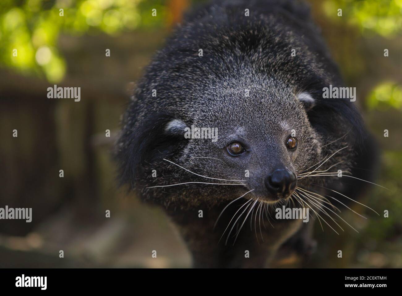 Palawan bear cat -Fotos und -Bildmaterial in hoher Auflösung – Alamy