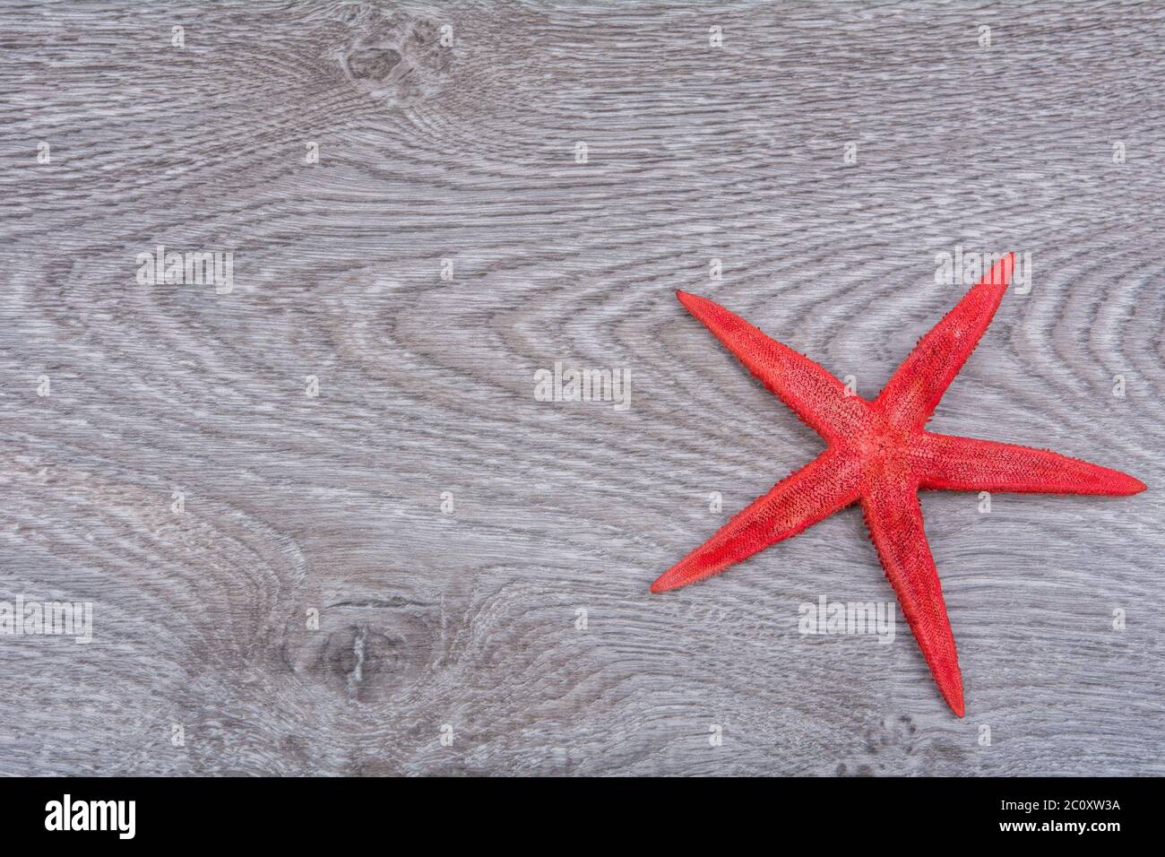 Red starfish -Fotos und -Bildmaterial in hoher Auflösung – Alamy