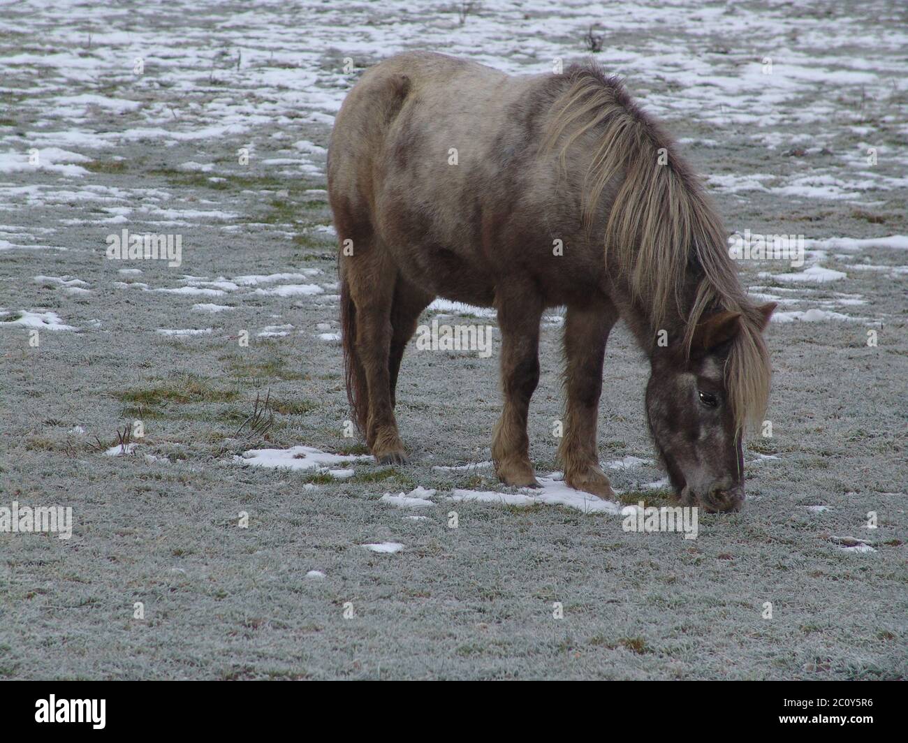 Pferd und hors -Fotos und -Bildmaterial in hoher Auflösung – Alamy
