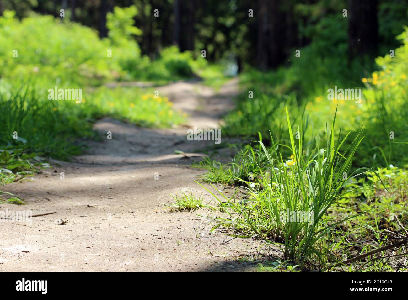 Wald weg sonne -Fotos und -Bildmaterial in hoher Auflösung – Alamy