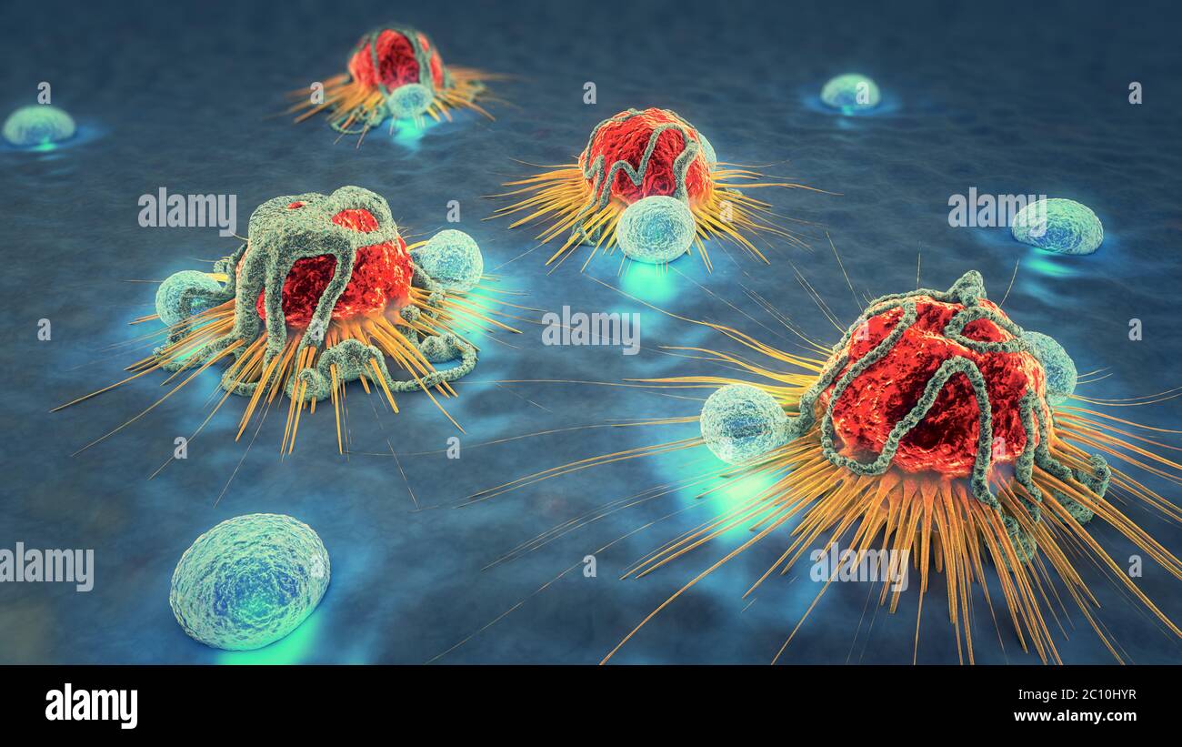 T lymphozyt -Fotos und -Bildmaterial in hoher Auflösung – Alamy