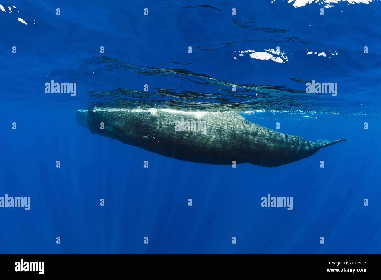 Pottwale schwimmen im meer -Fotos und -Bildmaterial in hoher Auflösung ...
